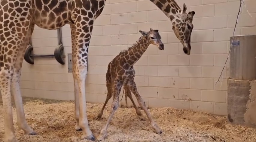 Nace una nueva jirafa en el Zoológico de El Paso – El Canal de las Noticias Digital