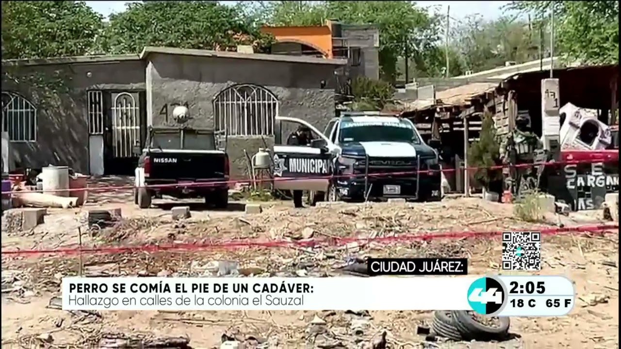 Perro se comía el pie de un cadáver – El Canal de las Noticias Digital