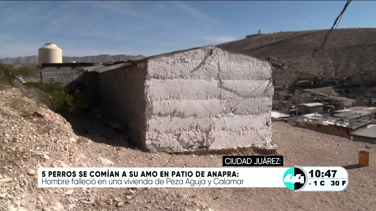 5 perros se comían a su amo en patio de Anapra – El Canal de las ...