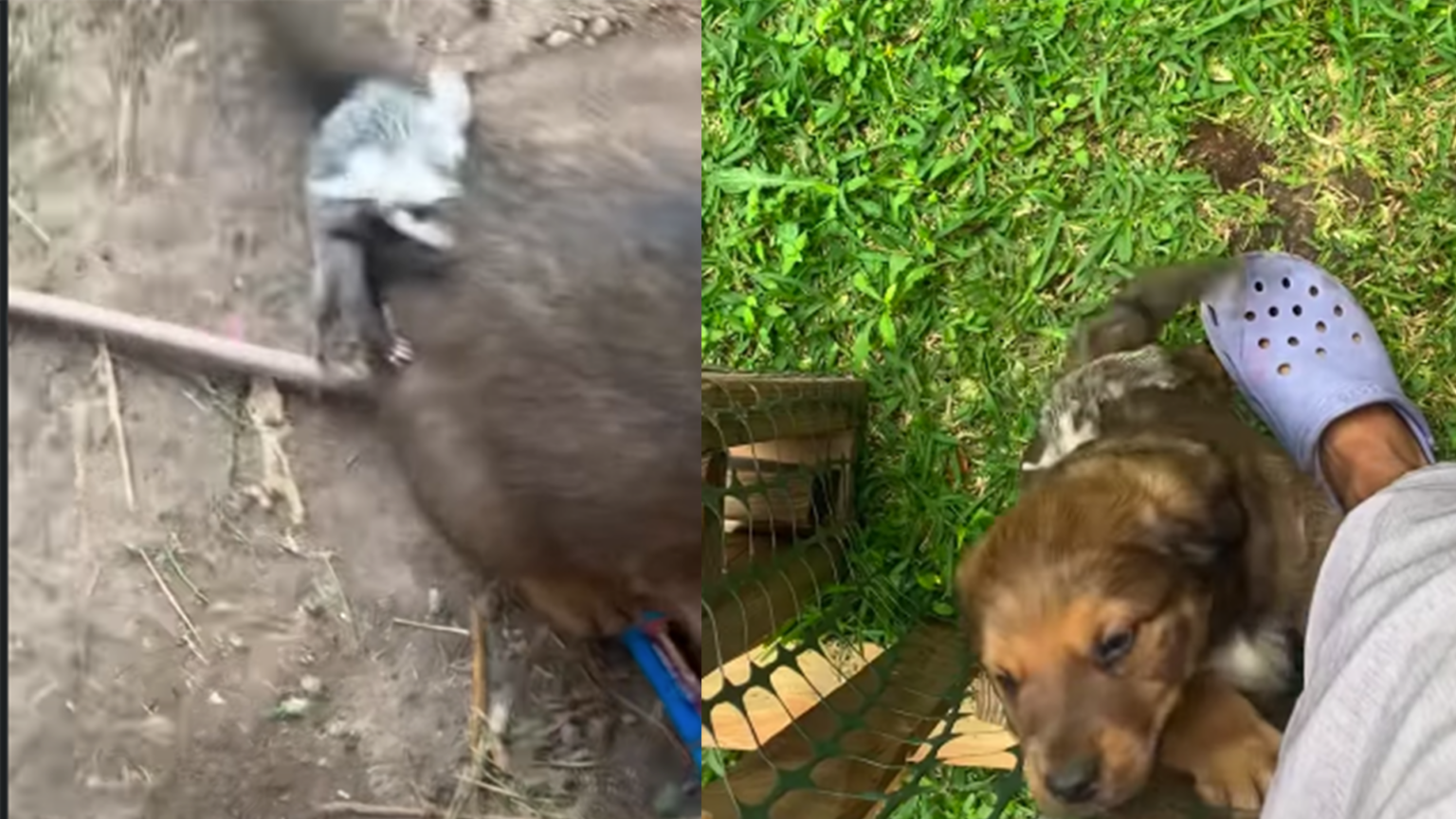 Tlacuache bebé enternece en redes al “adoptar” a un perrito como su ...