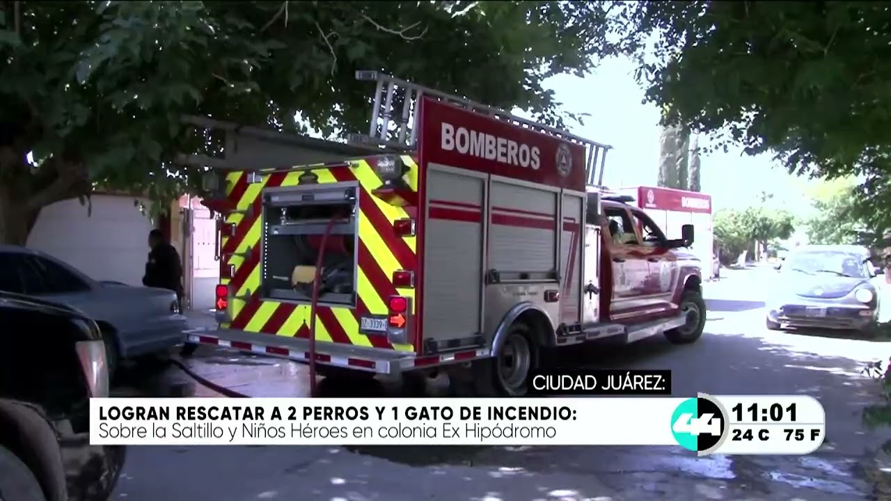Logran rescatar a 2 perros y 1 gato de incendio - El Canal de las ...