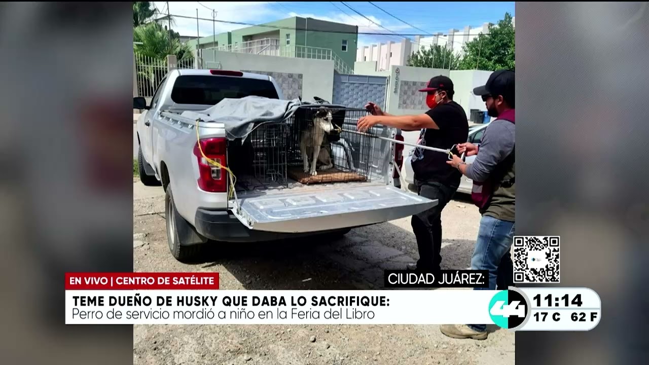 Teme dueño de Husky que DABA lo sacrifique - El Canal de las Noticias ...